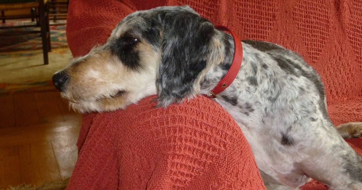 Dog Gear: Is Chris Goffey really on Twitter? | Petrolblog